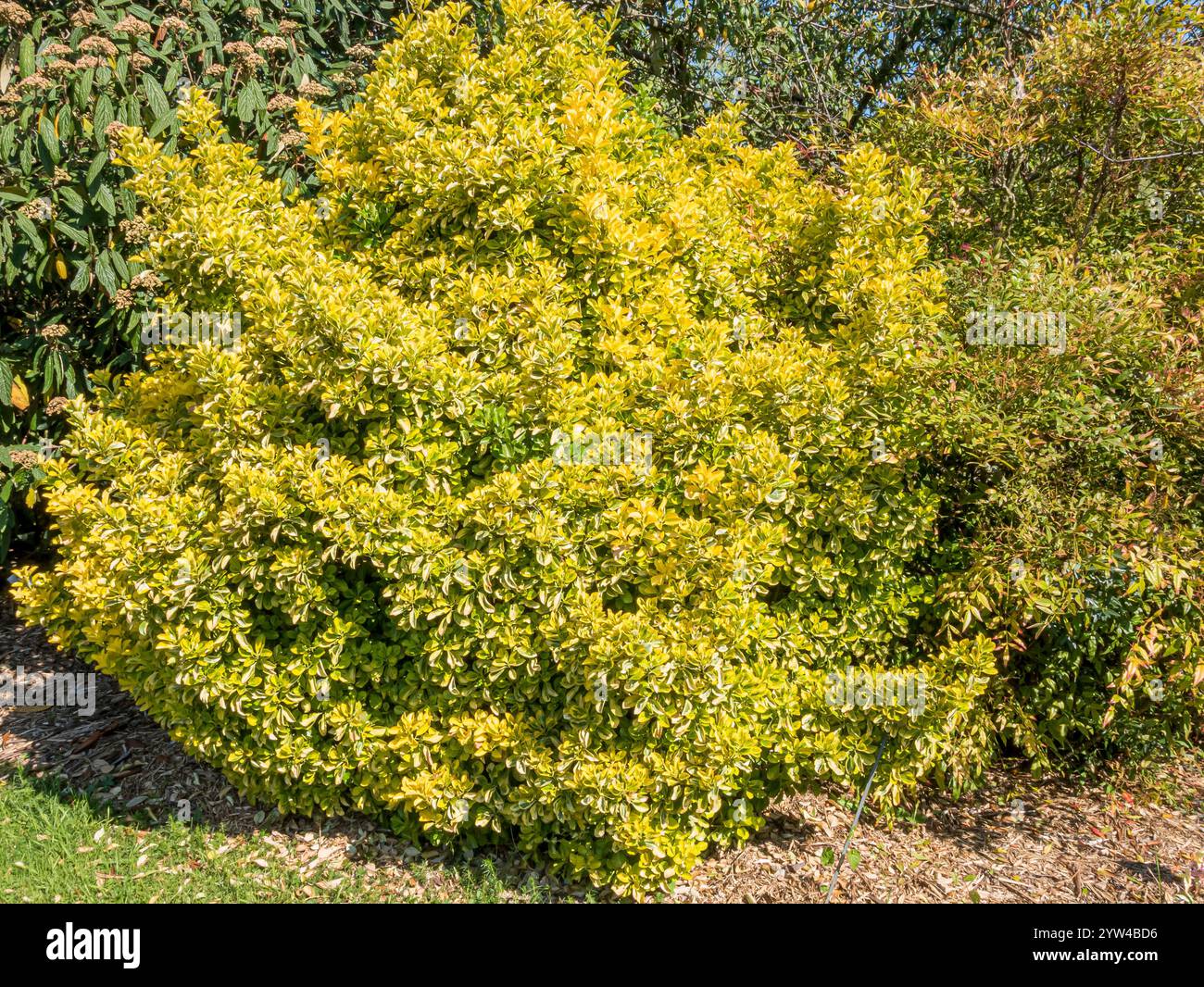 Japanese Spindle, Euonymus japonicus 'Aureus' Stock Photo - Alamy