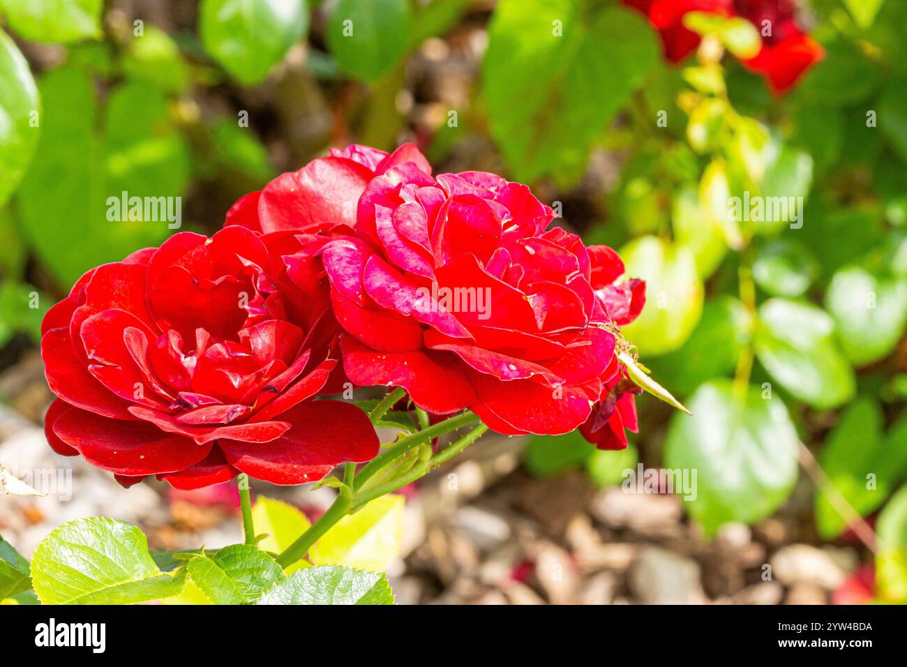 Polyantha rose, Rosa 'Coeurs de Vendee' Breeder : Delbard (FRA) 2010 ...