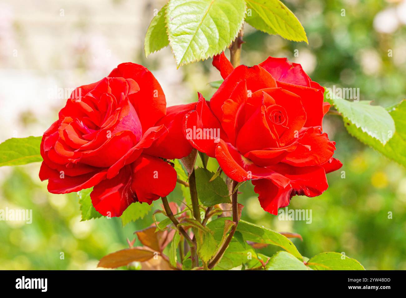 Hybrid Tea Rose, Rosa 'Grande Amore Eleganza' Breeder : Kordes (GER ...
