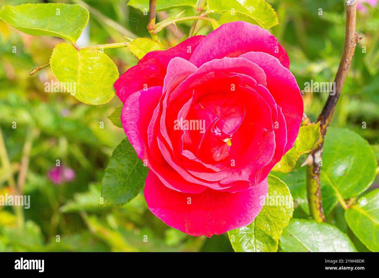 Hybrid Tea Rose, Rosa 'Crepe de Chine' Breeder : Delbard (FRA), flower ...