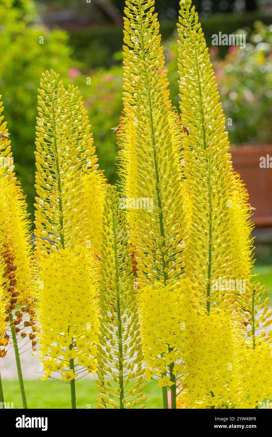 Foxtail lily, Eremurus stenophyllus, flowers Stock Photo - Alamy
