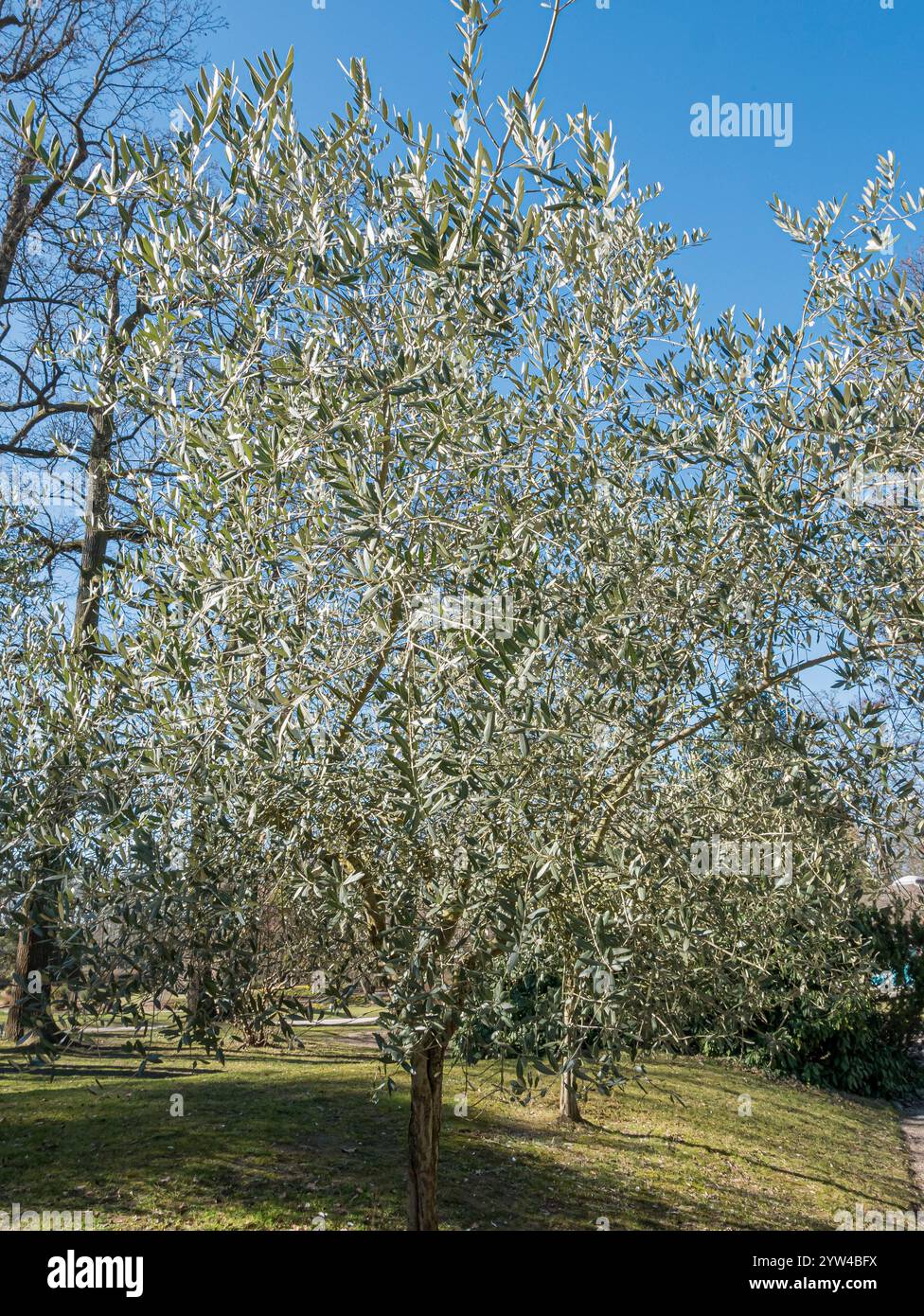 Common Olive, Olea europaea Stock Photo - Alamy