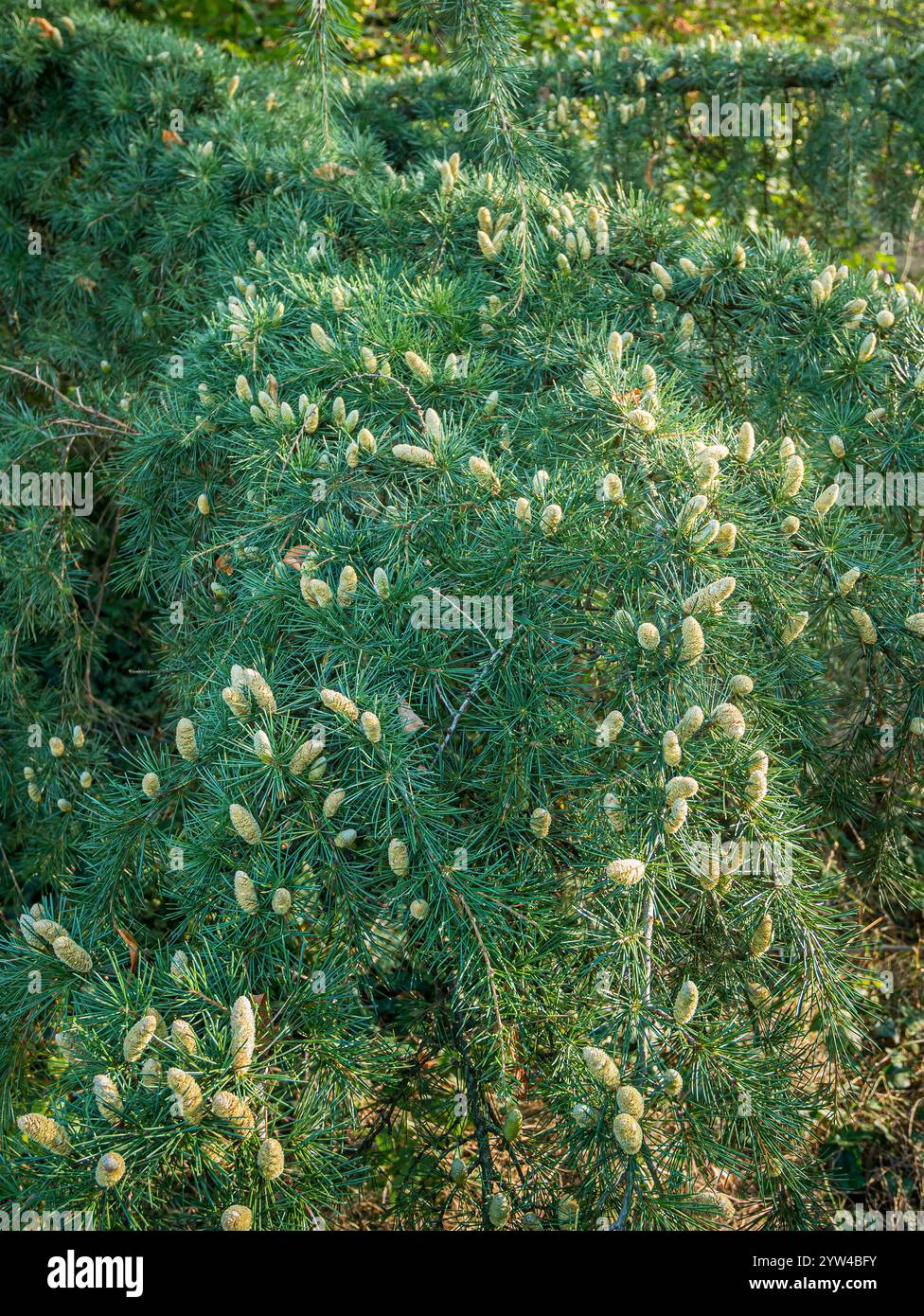 Doedar Cedar, Cedrus deodara 'Robusta' Stock Photo - Alamy