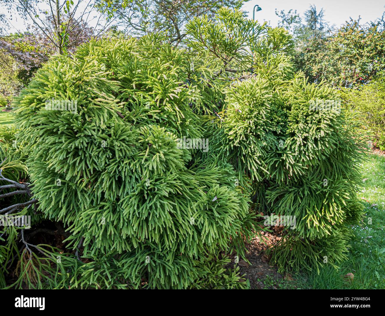 Dwarf Globe Japanese Cedar, Cryptomeria japonica 'Globosa Nana' Stock ...