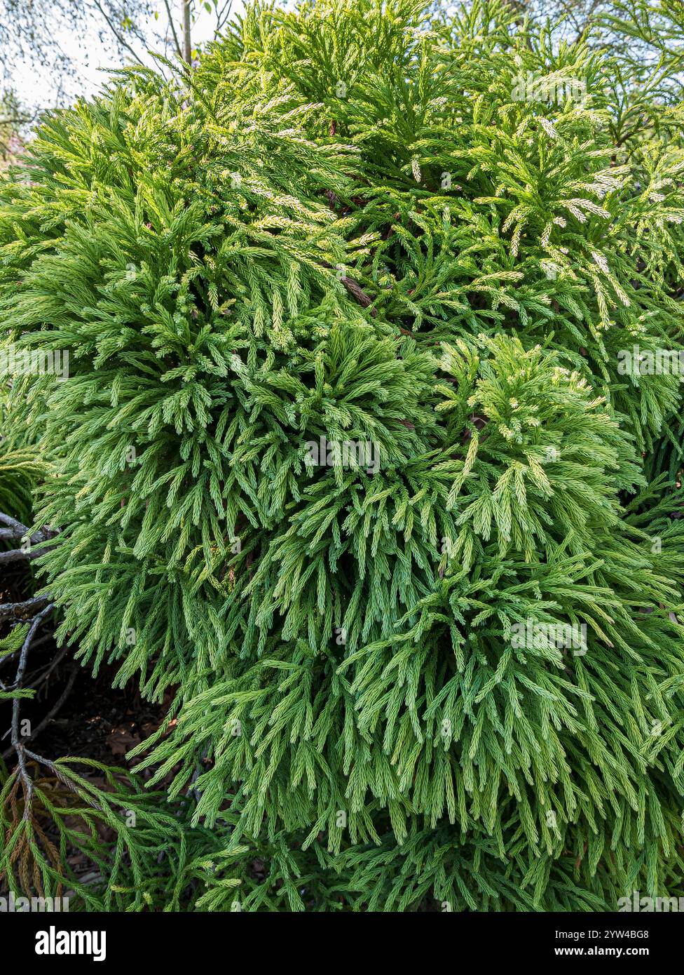 Dwarf Globe Japanese Cedar, Cryptomeria japonica 'Globosa Nana' Stock ...