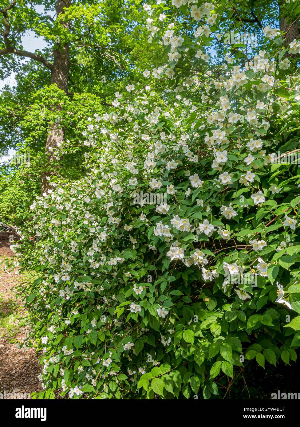 Scentless Mock Orange, English Dogwood, Philadelphus inodorus, in bloom ...