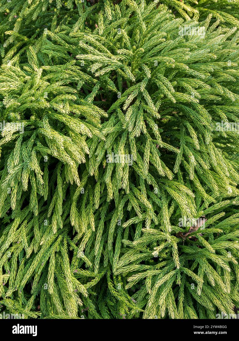 Dwarf Globe Japanese Cedar, Cryptomeria japonica 'Globosa Nana' Stock ...