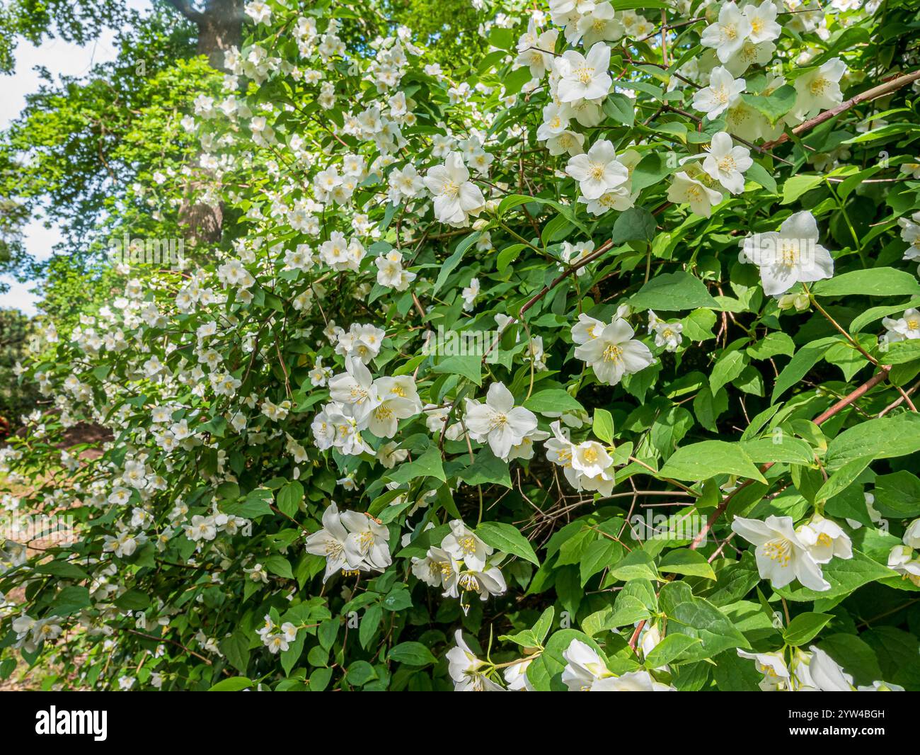 Scentless Mock Orange, English Dogwood, Philadelphus inodorus, in bloom ...