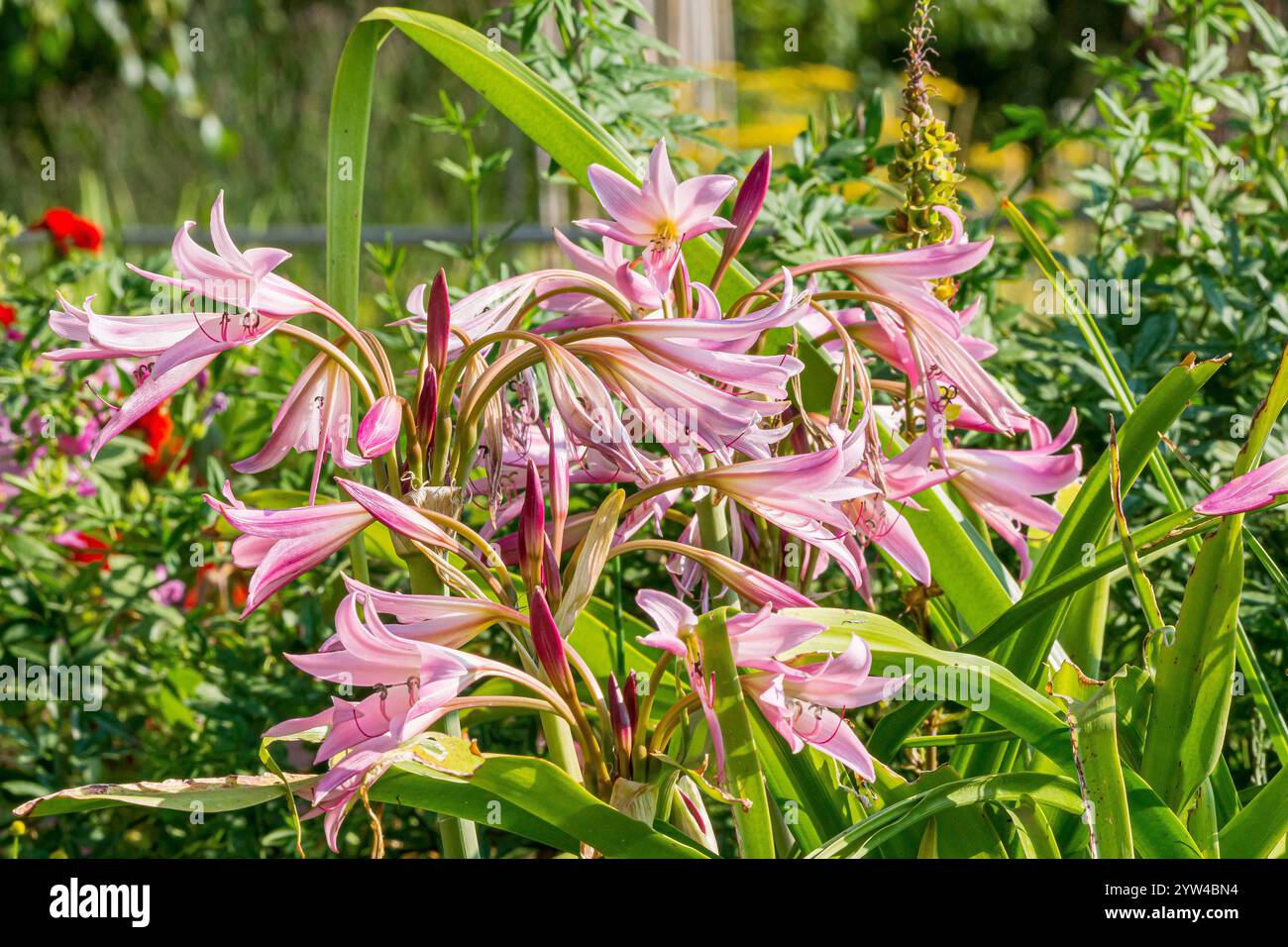 Swamp lily, Crinum powellii 'Roseum', flowers Stock Photo - Alamy