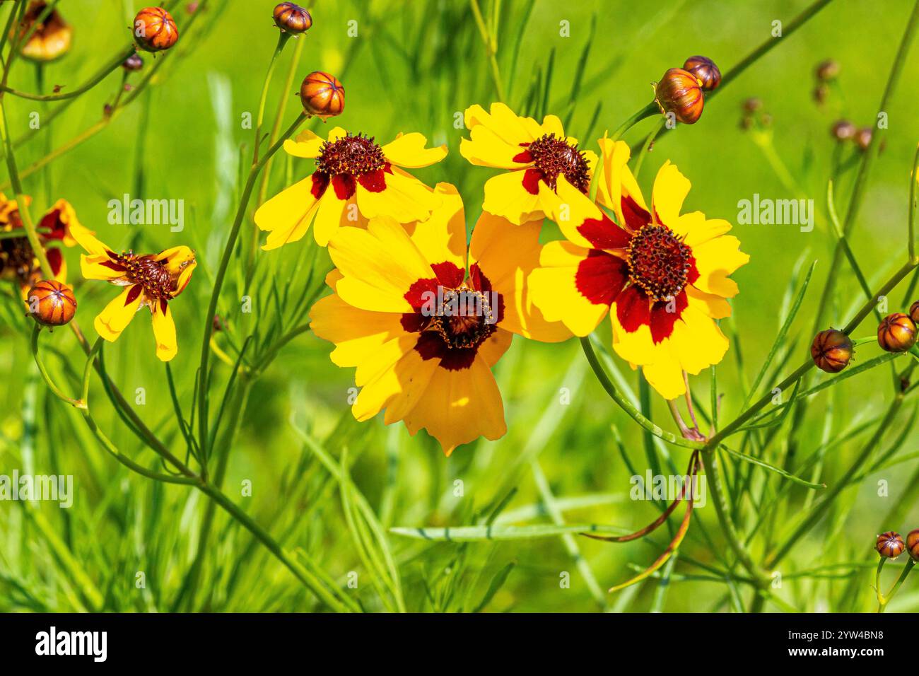 Golden Tickseed 'Disque d'Or', Coreopsis tinctoria 'Disque d'Or ...