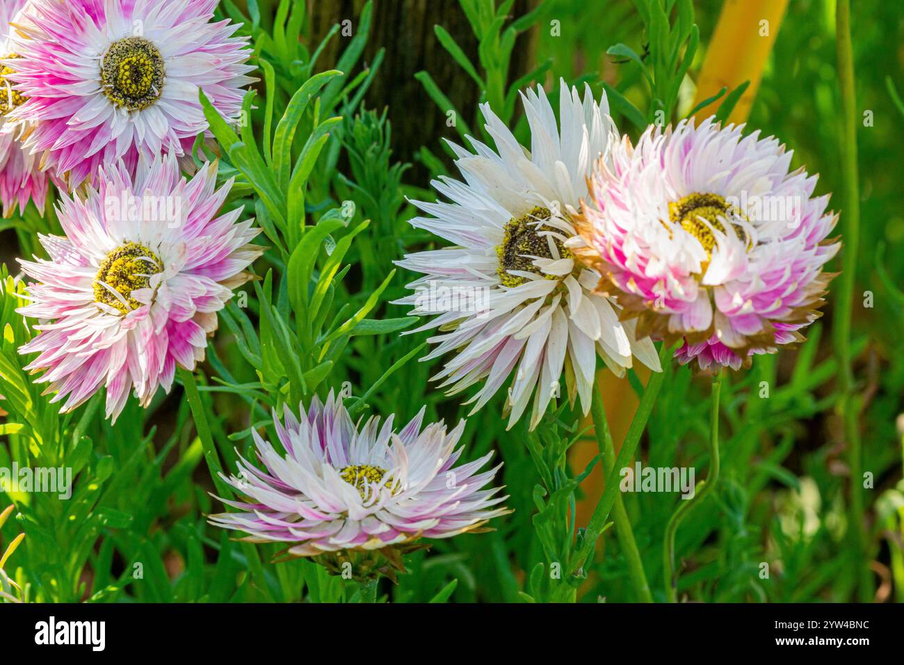 Paper Daisy 'Red Bonnie', Acroclinium roseum 'Red Bonnie', flowers ...