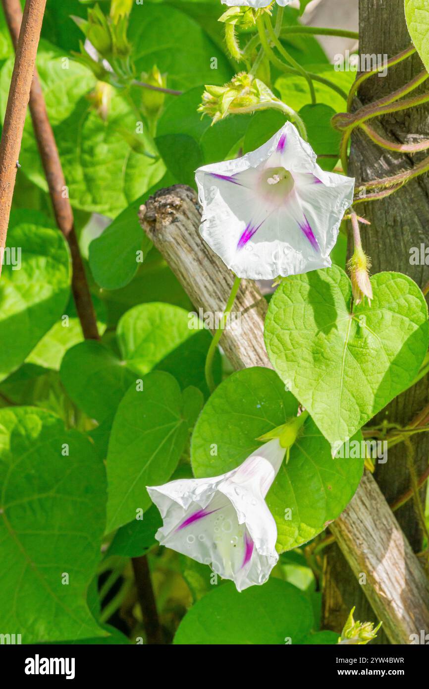 Common Morning-Glory, Ipomoea Festival 'Star', flowers Stock Photo - Alamy
