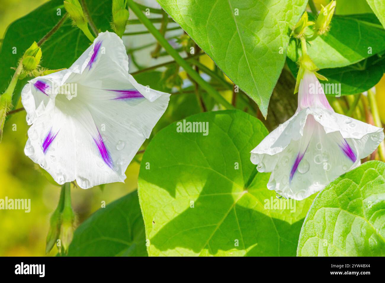 Common Morning-Glory, Ipomoea Festival 'Star', flowers Stock Photo - Alamy