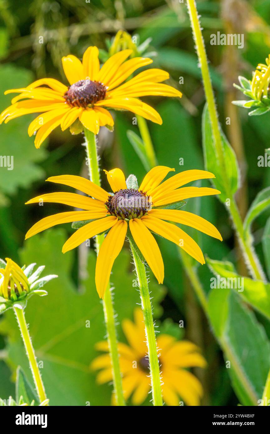 Sweet Coneflower, Rudbeckia subtomentosa, flowers Stock Photo - Alamy