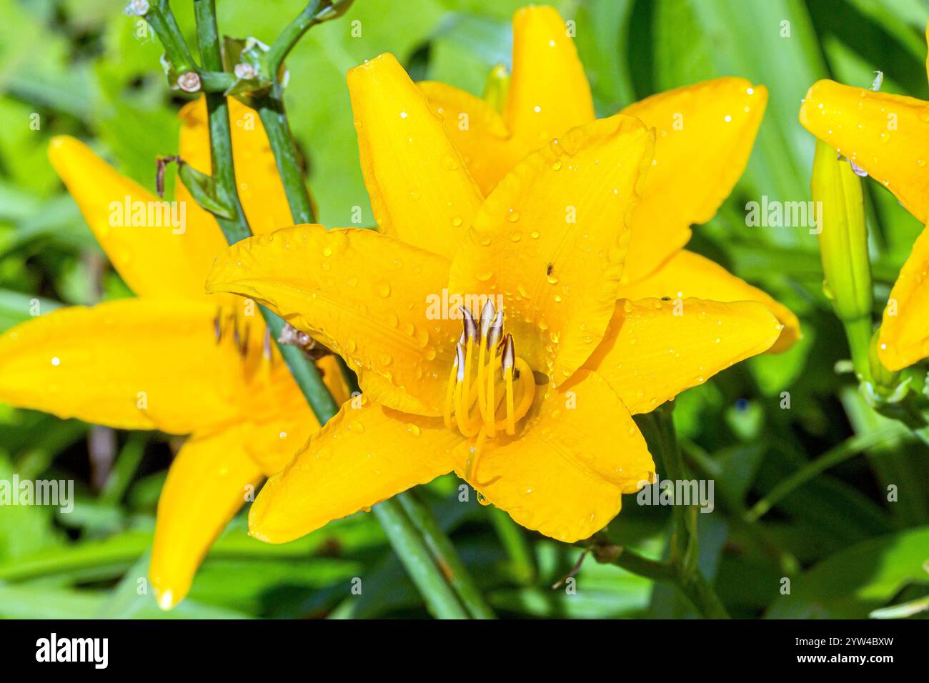 Daylily, Hemerocallis 'Great Scott', flowers Stock Photo - Alamy