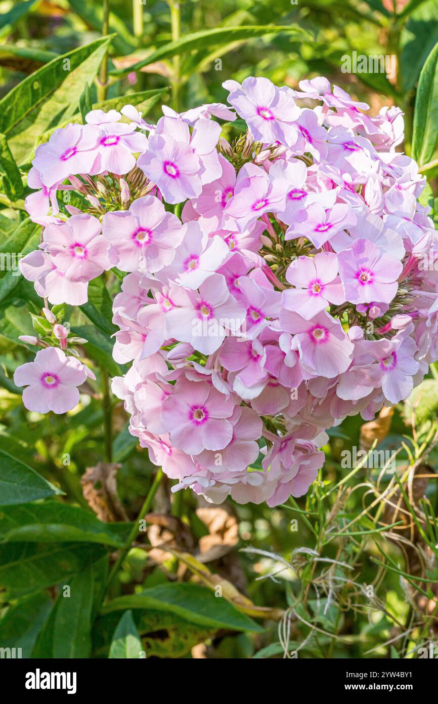 Fall phlox ?Fanny Festival?, Phlox paniculata ?Fanny Festival?, flowers ...