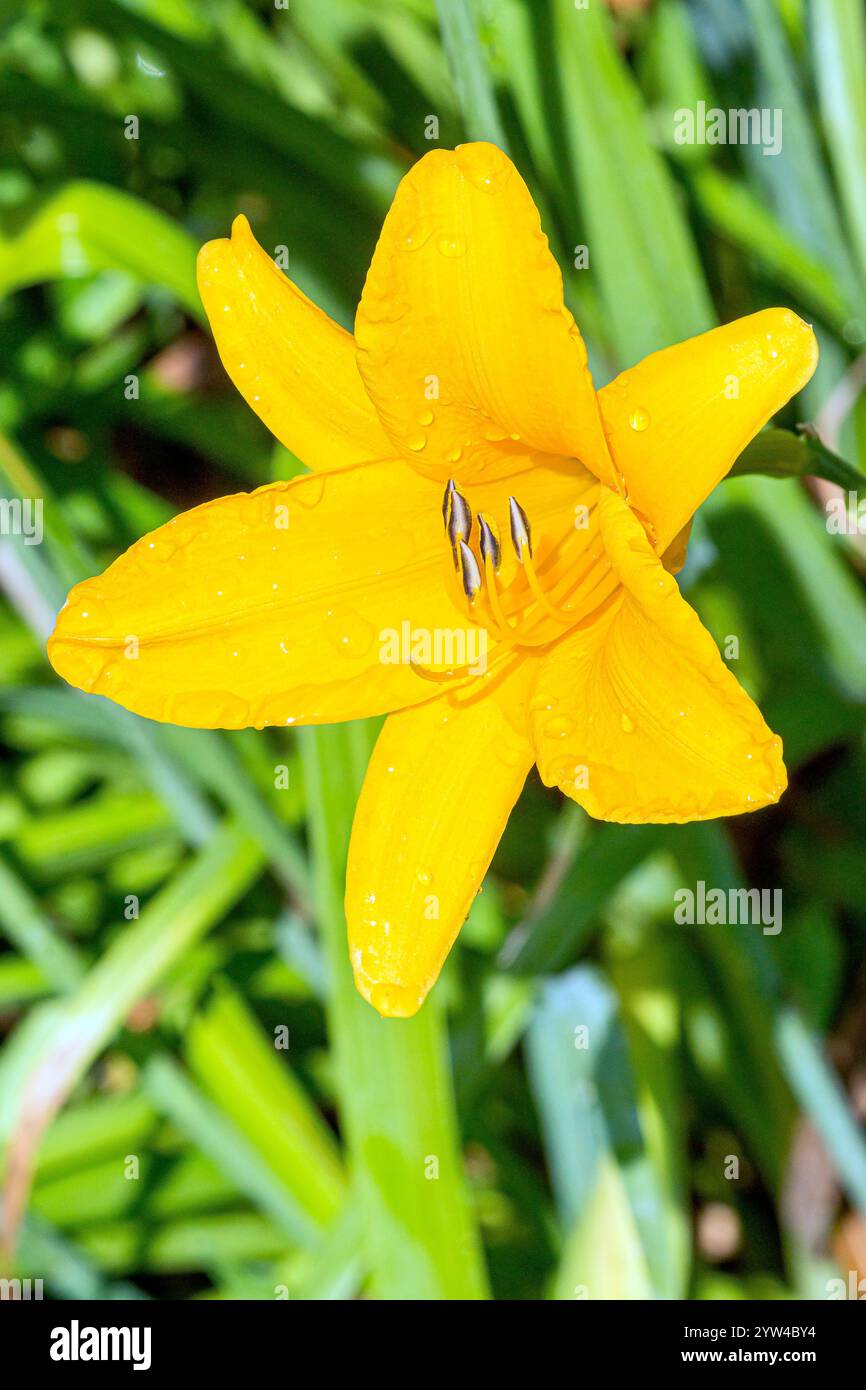 Daylily, Hemerocallis 'Great Scott', flower Stock Photo - Alamy