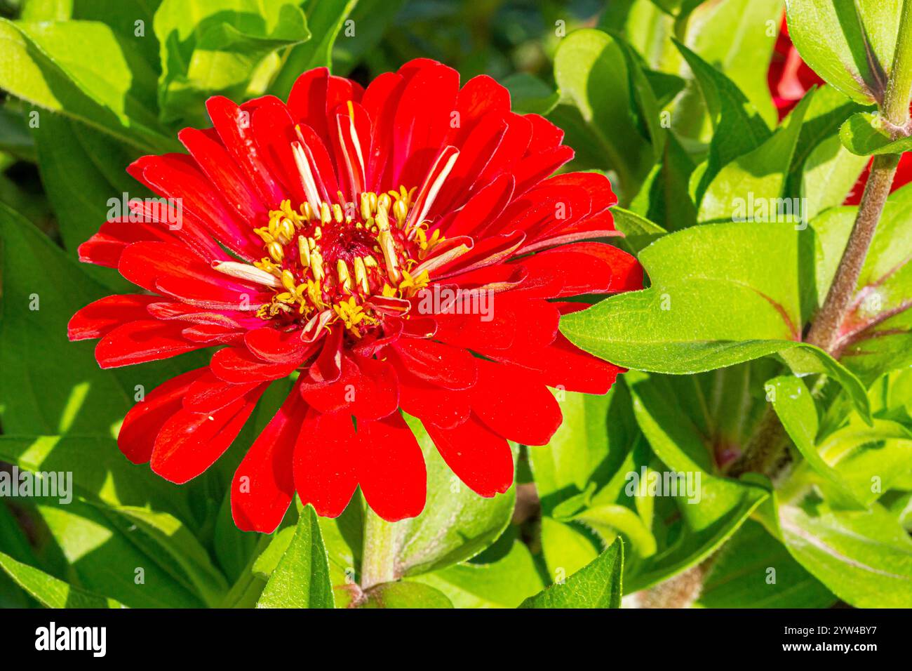Zinnia 'Dreamland Red', Zinnia elegans 'Dreamland Red', flower Stock ...
