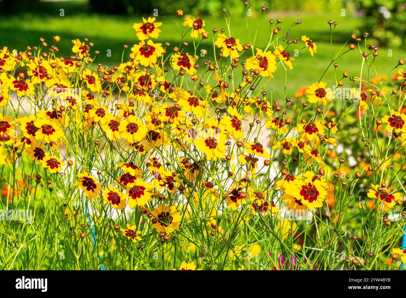 Golden Tickseed 'Disque d'Or', Coreopsis tinctoria 'Disque d'Or ...