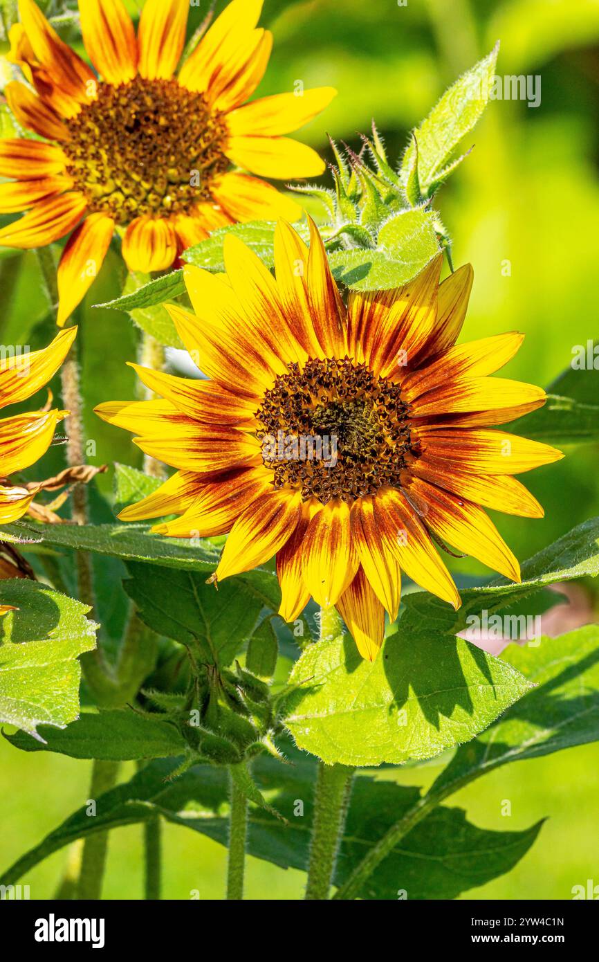Common Sunflower 'Ring of Fire', Helianthus annuus 'Ring of Fire ...