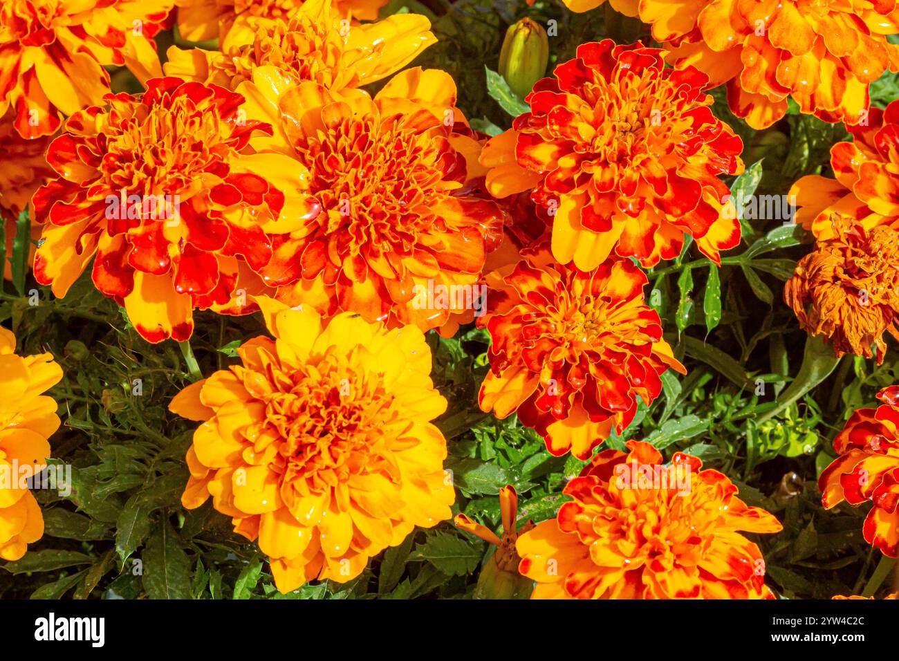 French Marigold, Dwarf Crested French Marigold, Tagetes patula 'Bonanza ...