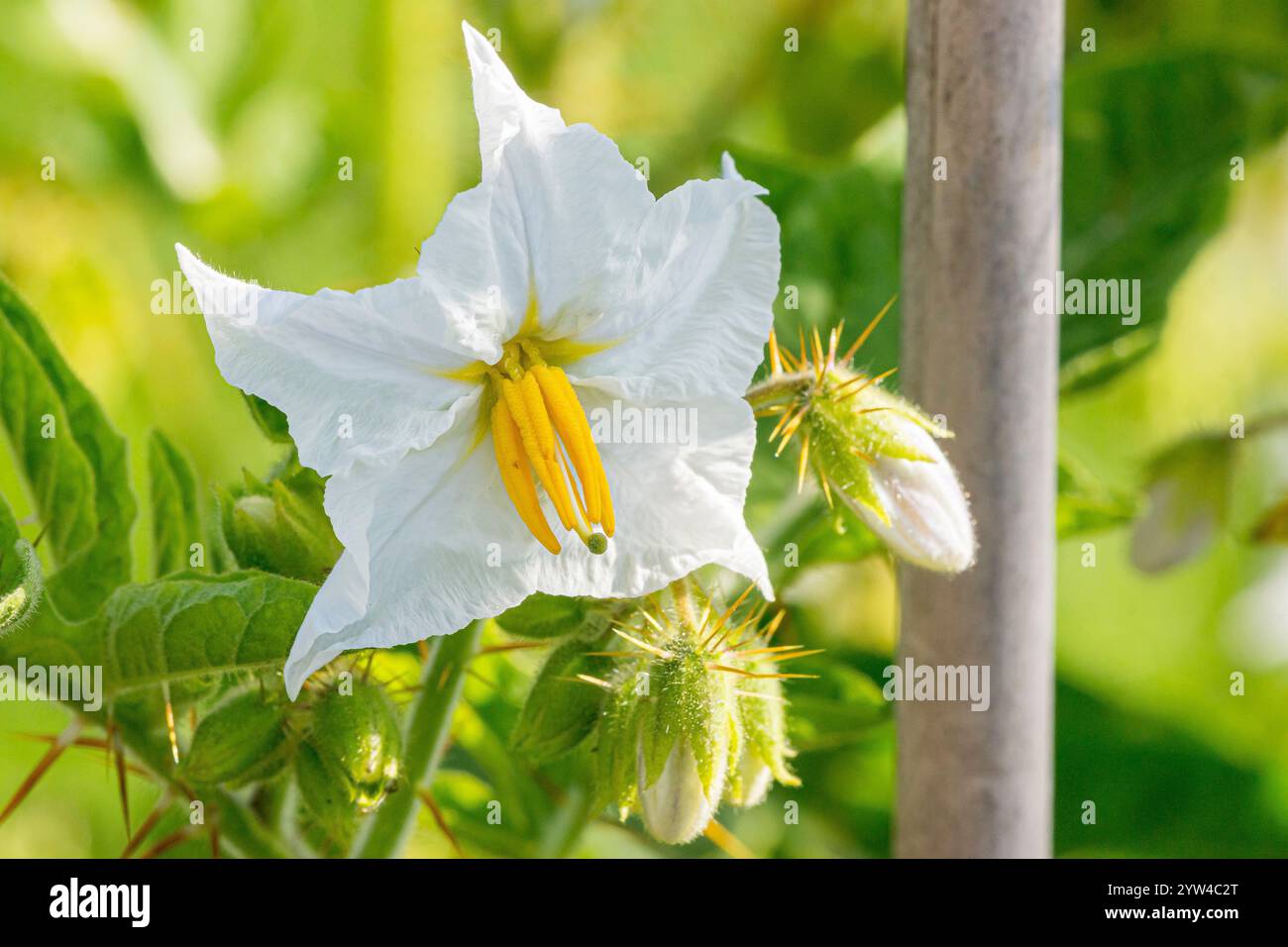 Sticky Nightshade, Solanum sisymbrifolium, flower Stock Photo - Alamy