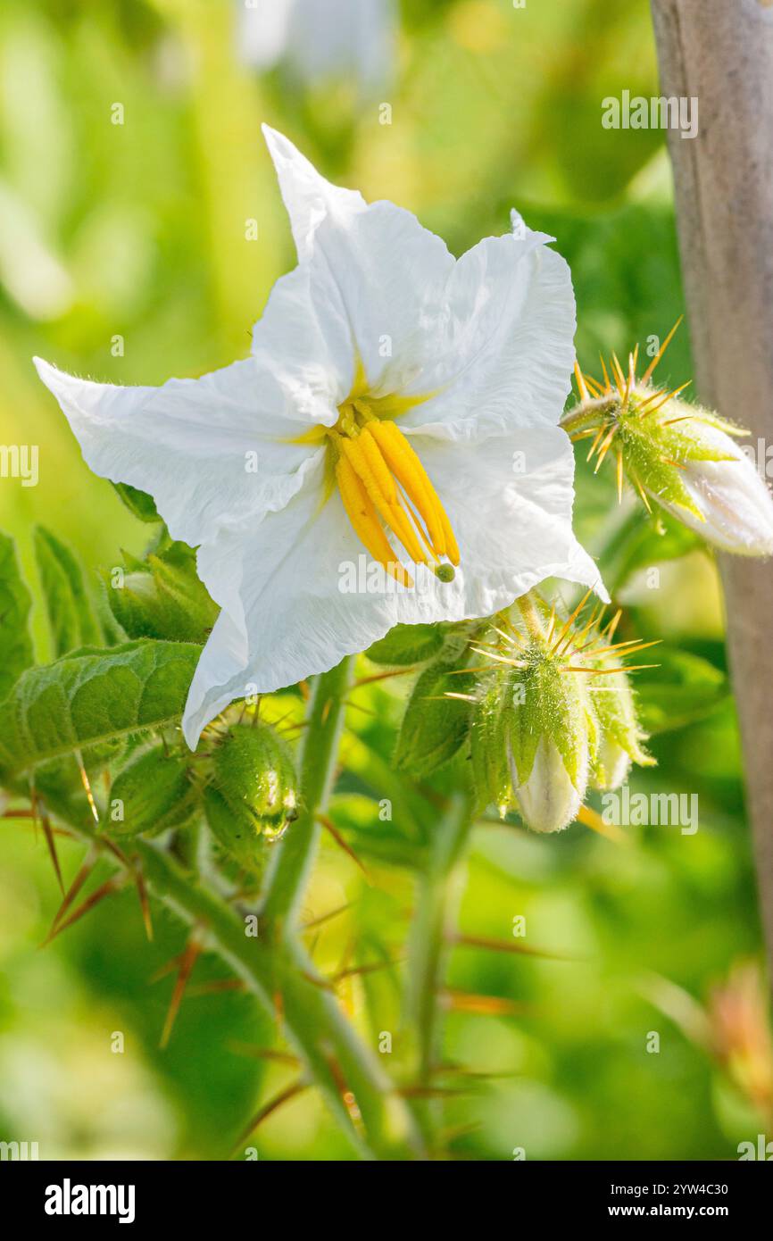 Sticky Nightshade, Solanum sisymbrifolium, flower Stock Photo - Alamy