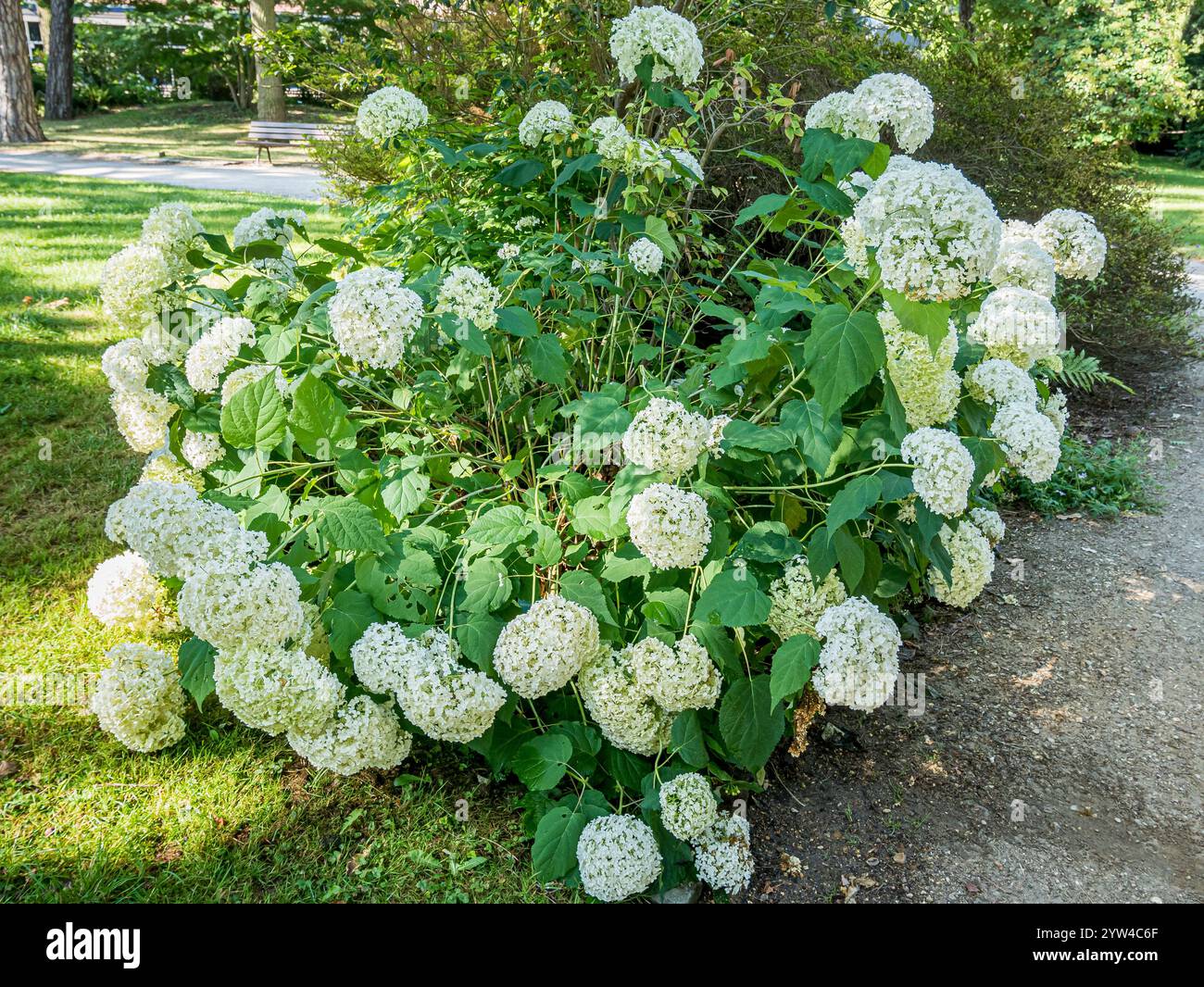 Smooth hydrangea, Hydrangea arborescens 'Annabelle', in bloom Stock ...