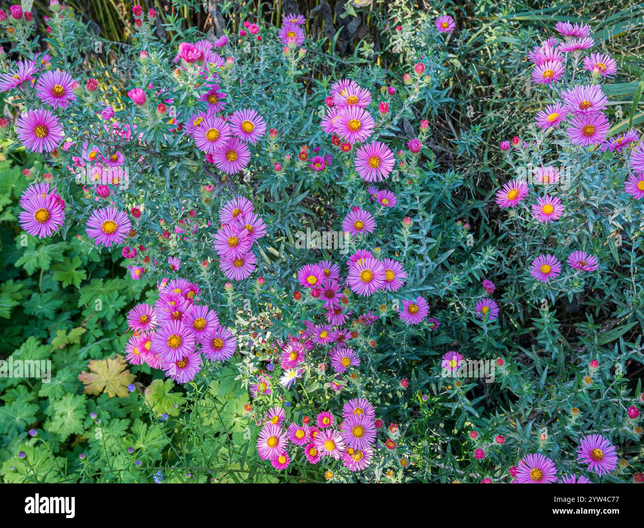 Italian Aster, Aster amellus 'Pink Zenith', flowers Stock Photo - Alamy