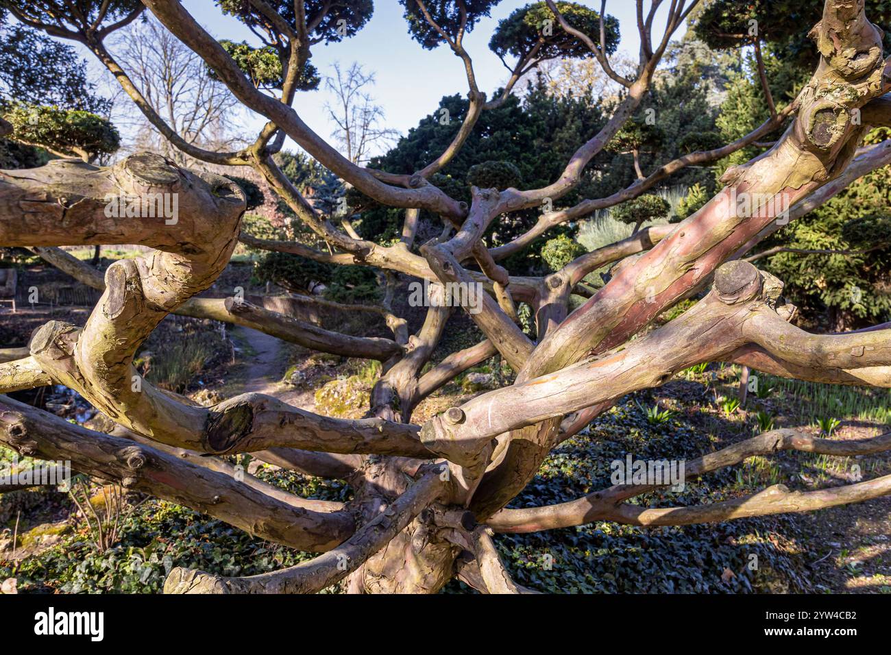 English Yew, Taxus baccata ''Repandens', Niwaki Stock Photo - Alamy
