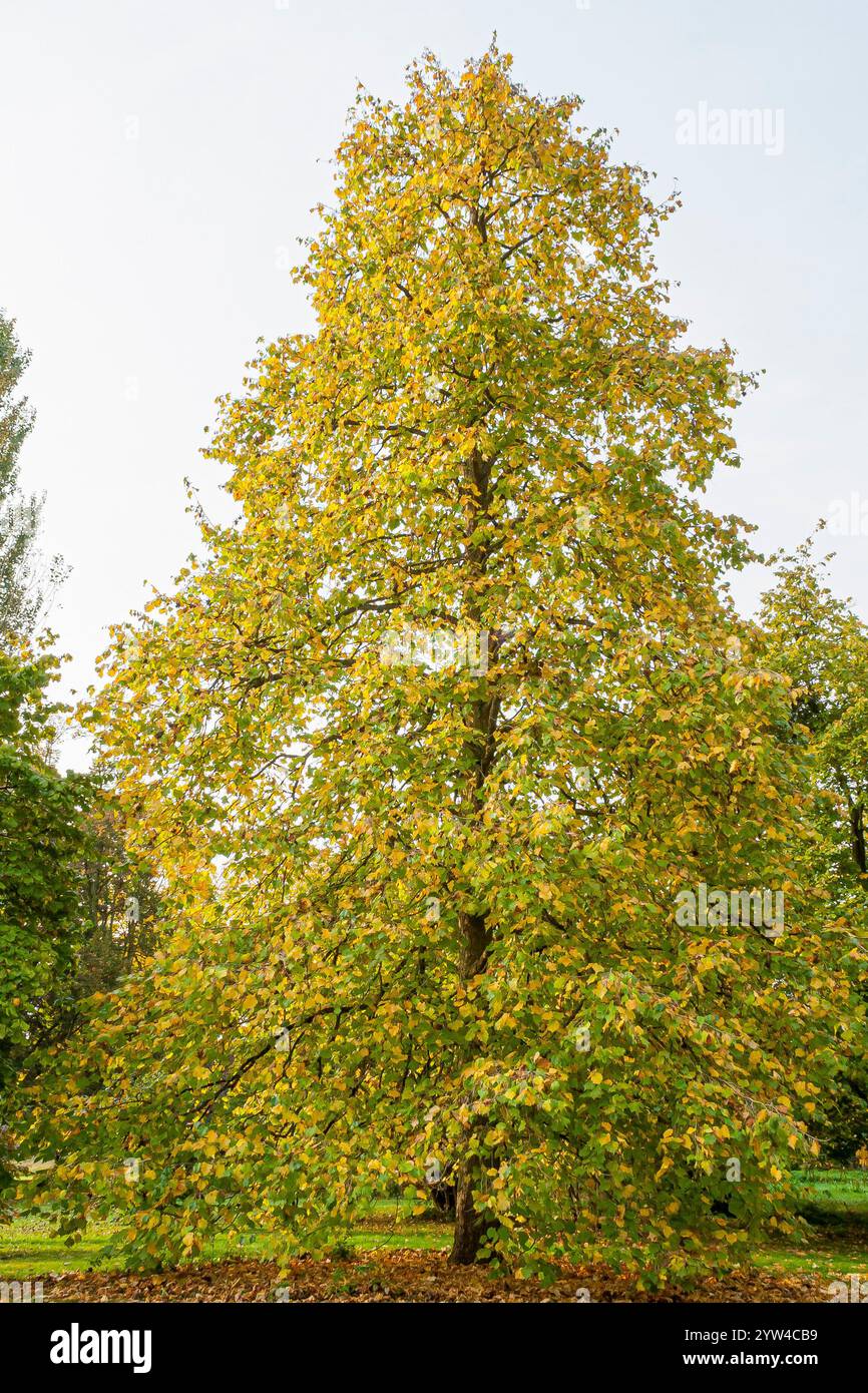 Turkish hazel, Corylus colurna Stock Photo - Alamy