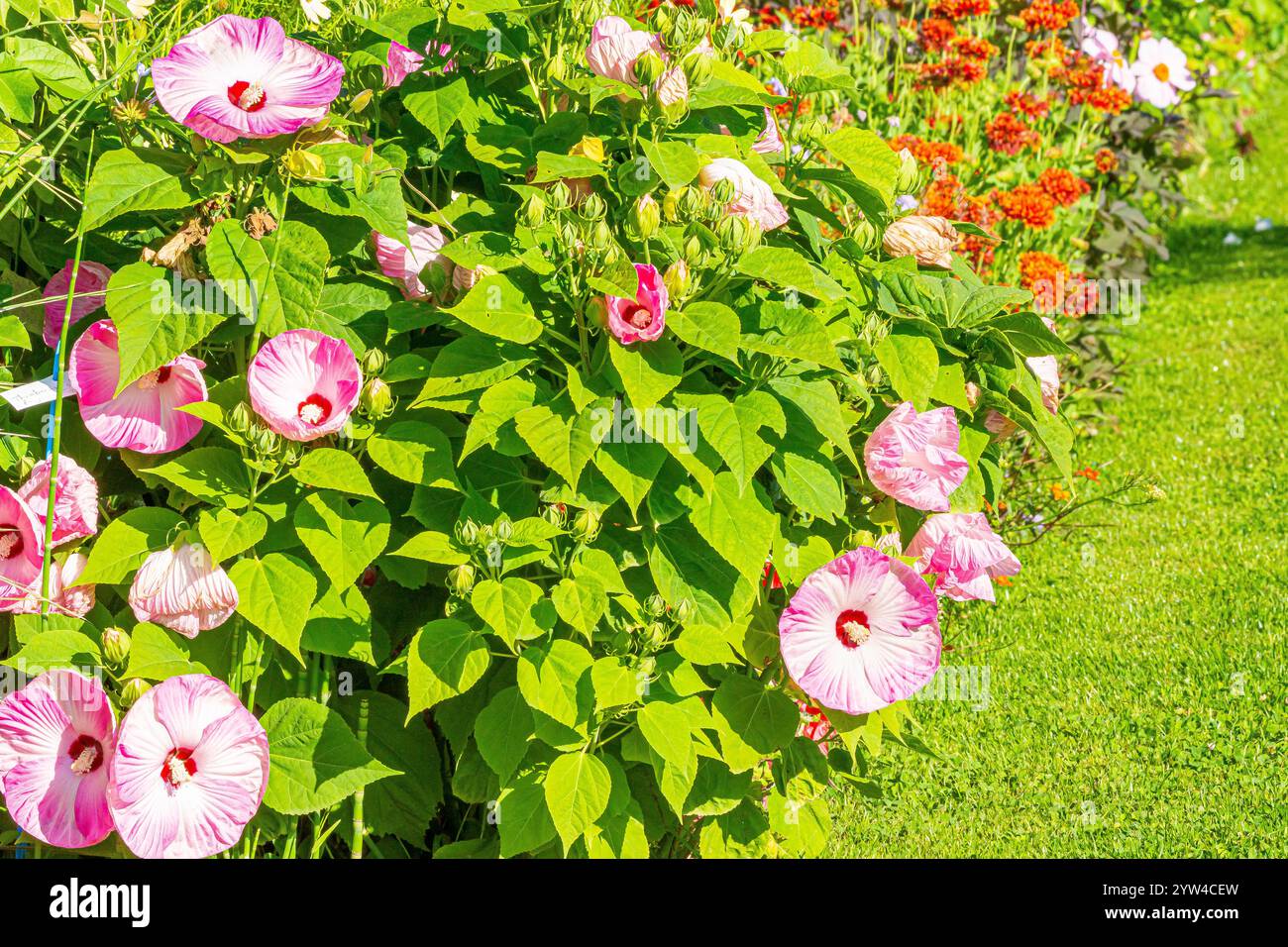 Hardy Hibiscus, Hibiscus moscheutos 'Luna Blush', flowers Stock Photo ...