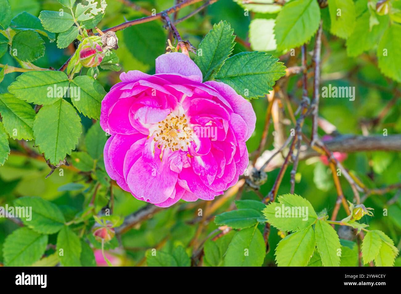 Virginia Rose, Rosa virginiana 'Plena', flower Stock Photo - Alamy
