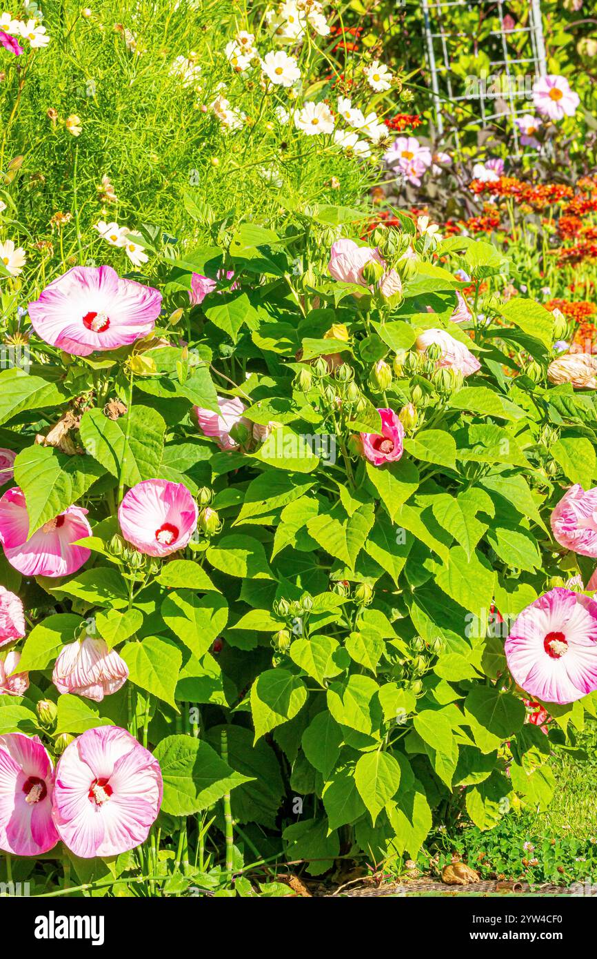 Hardy Hibiscus, Hibiscus moscheutos 'Luna Blush', flowers Stock Photo ...