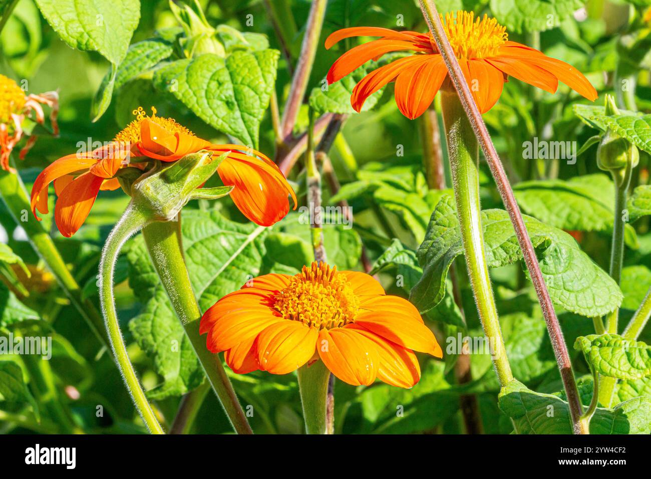Mexican Sunflower, Tithonia rotundifolia 'Torch', fleurs Stock Photo ...