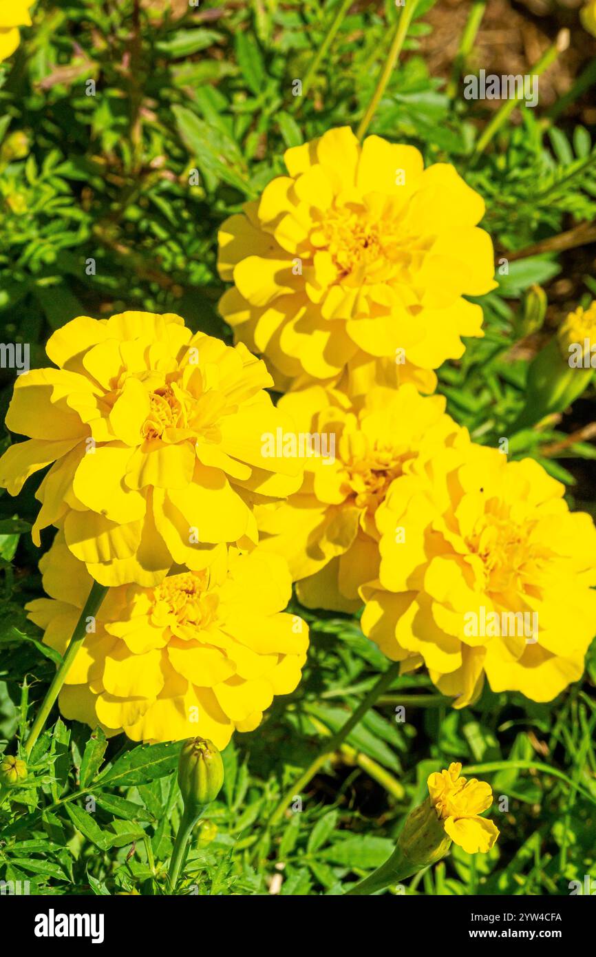 French Marigold, Zenith Golden Yellow Marigold, Tagetes patula 'Zenith ...