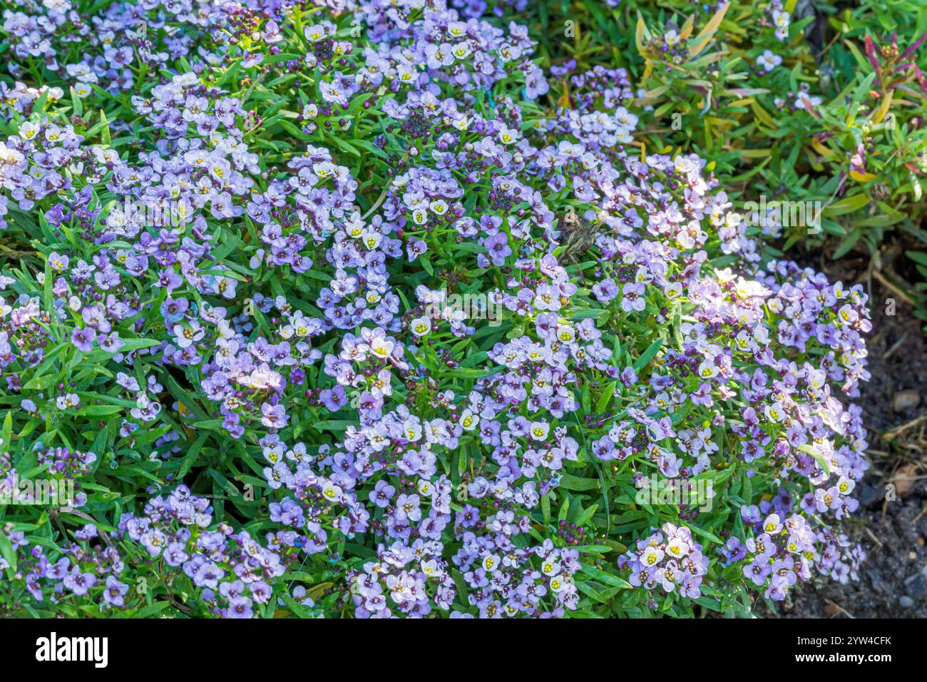 Sweet Alyssum, Lobularia maritima 'Easter Bonnet Blue', flowers Stock ...