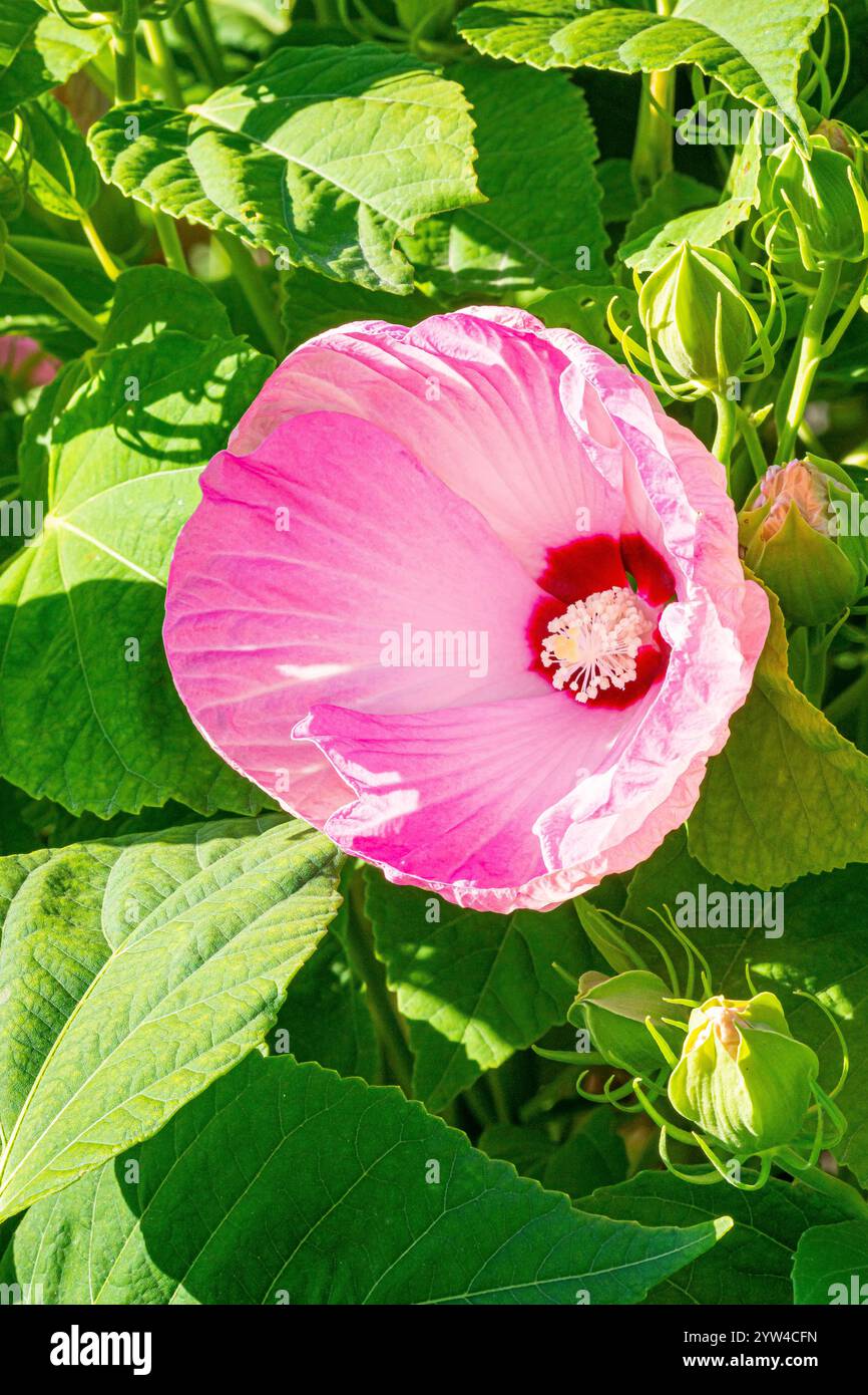 Japanese Apricot, Prunus mume 'Beni-Chidori', flower Stock Photo - Alamy