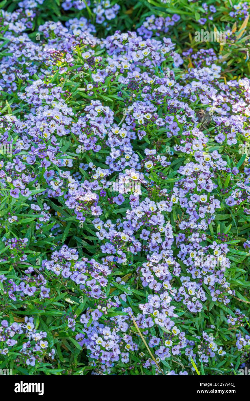 Sweet Alyssum, Lobularia maritima 'Easter Bonnet Blue', flowers Stock ...