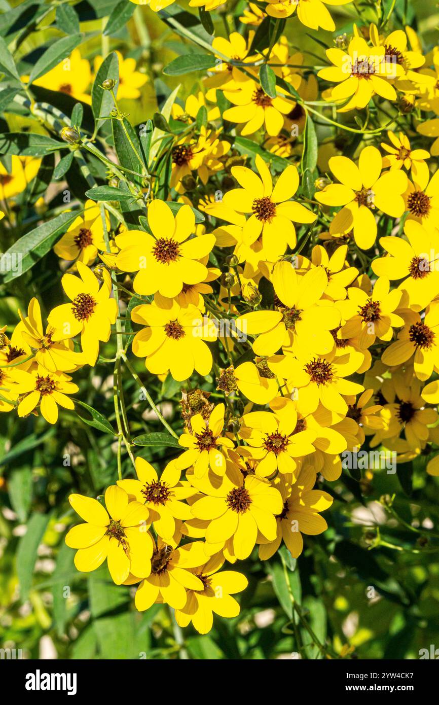Tall Tickseed, Coreopsis tripteris, flowers Stock Photo - Alamy