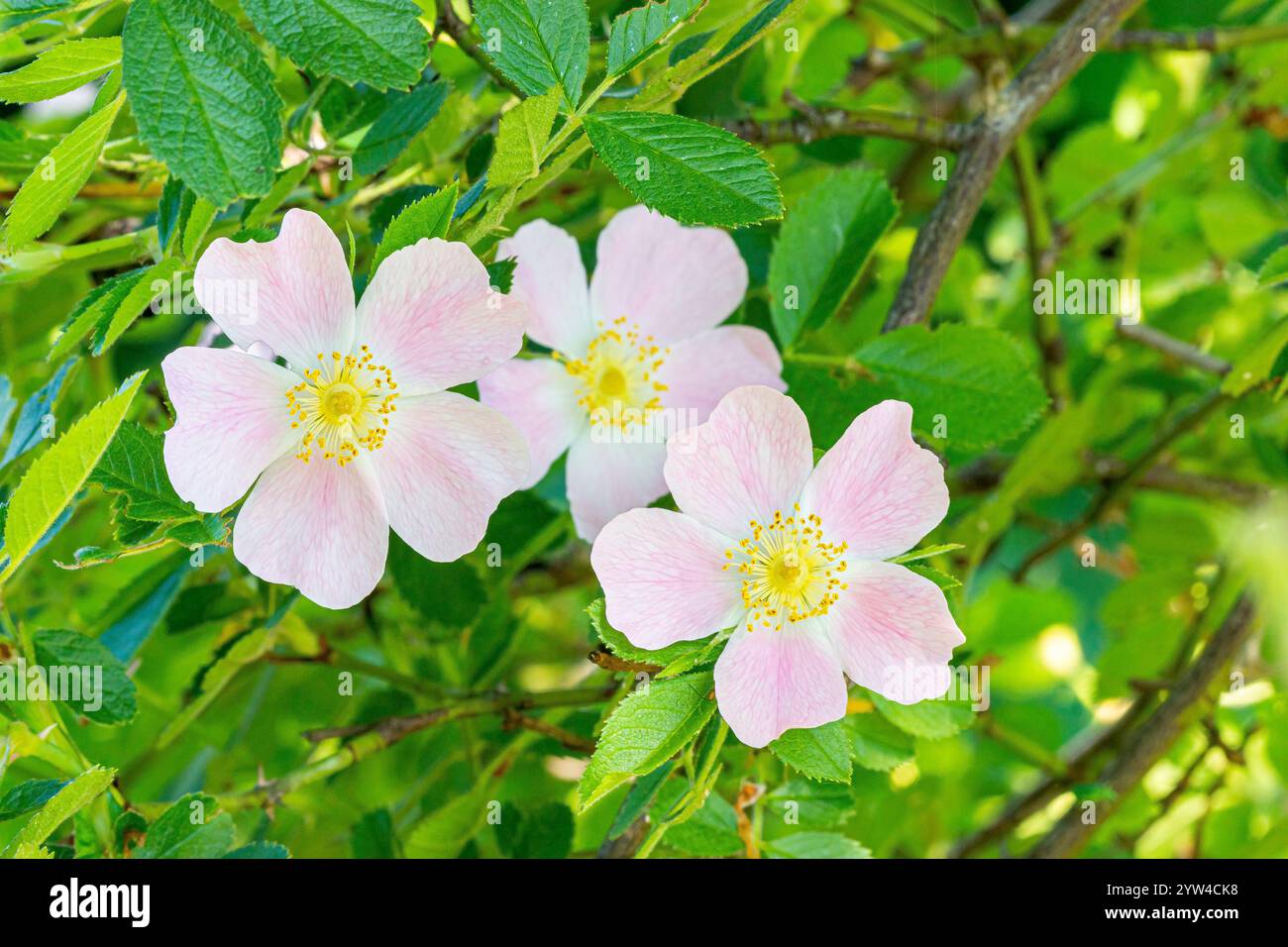 Harsh downy-rose, Rosa tomentosa, flowers Stock Photo - Alamy