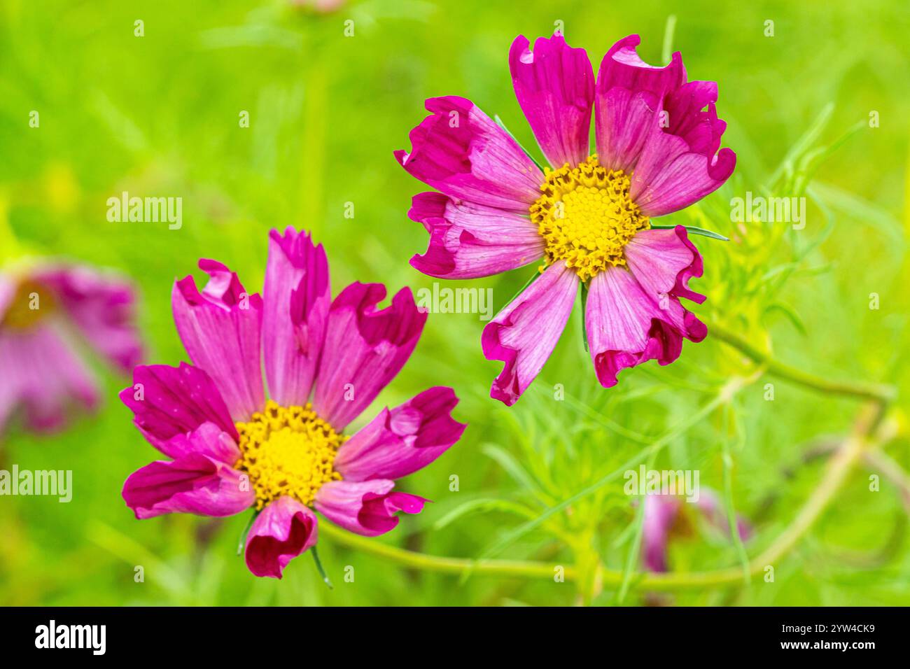 Garden cosmos, Cosmos bipinnatus 'Seashells', flowers Stock Photo - Alamy