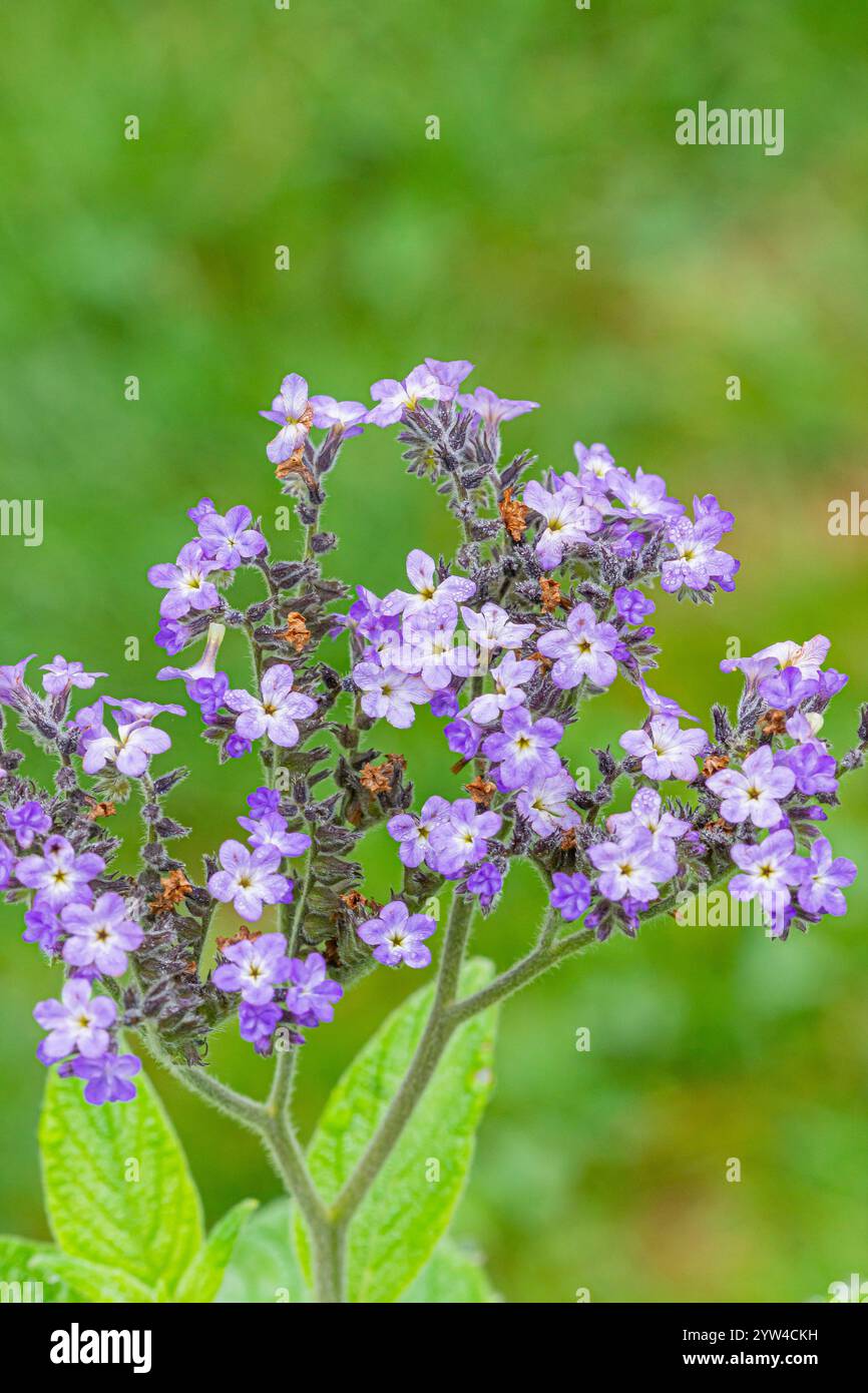 Heliotrope, Heliotropium arborescens 'Blue Giant', flowers Stock Photo ...