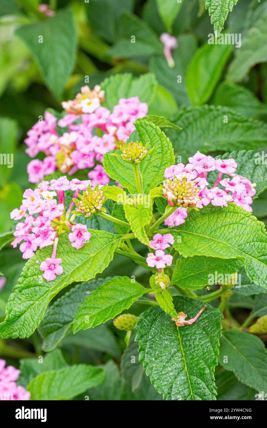 Pink Lantana, Lantana camara 'Rose', flowers Stock Photo - Alamy