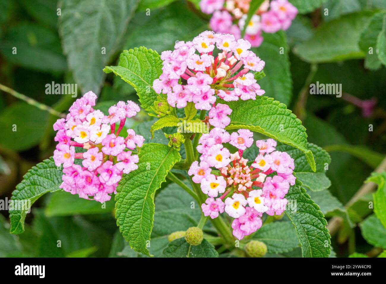 Pink Lantana, Lantana camara 'Rose', flowers Stock Photo - Alamy