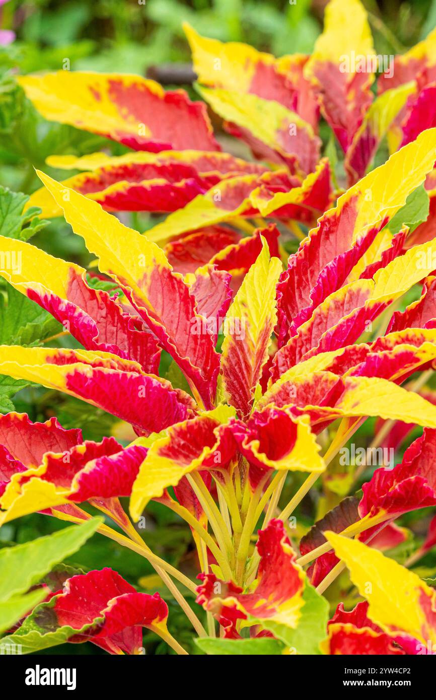 Joseph's Coat, Amaranthus tricolor 'Splendens Perfecta', ornemental ...