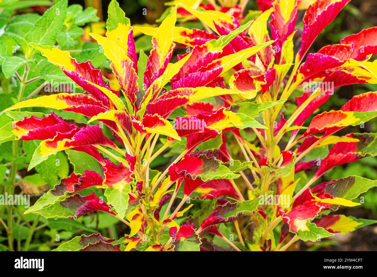 Joseph's Coat, Amaranthus tricolor 'Splendens Perfecta', ornemental ...