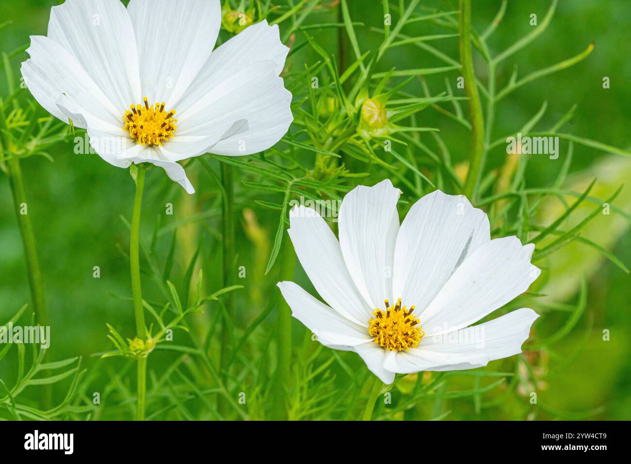 Cosmos 'Versailles White', Cosmos bipinnatus 'Versailles White ...