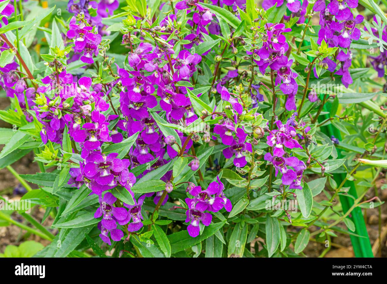 Snapdragon, Angelonia angustifolia 'Serena Purple', flowers Stock Photo ...
