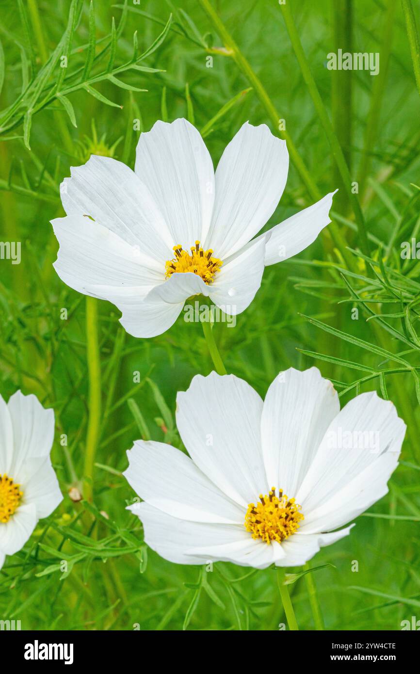 Cosmos 'Versailles White', Cosmos bipinnatus 'Versailles White ...